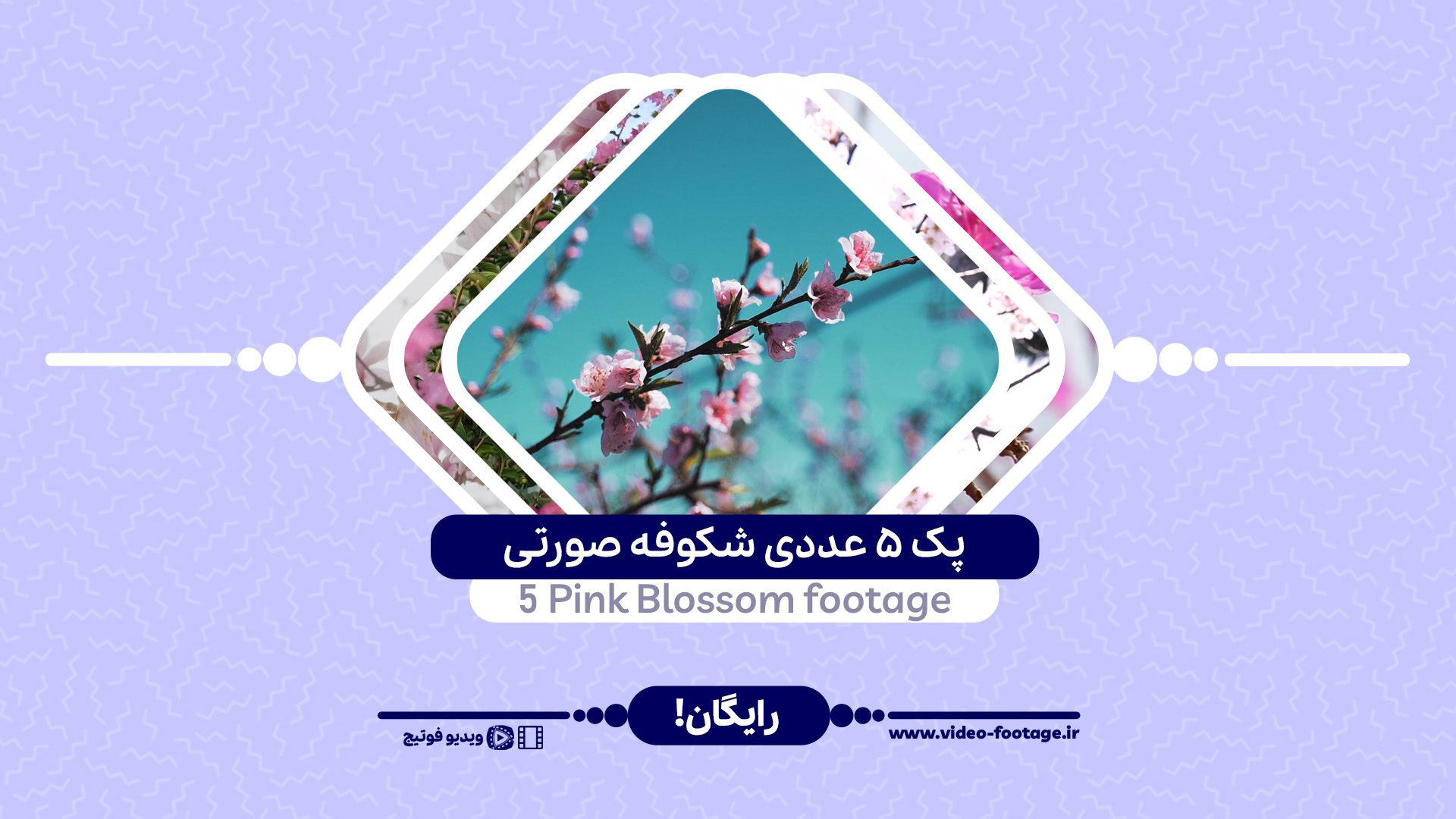 پک 5عددی فوتیج شکوفه صورتی | ویدیو فوتیج